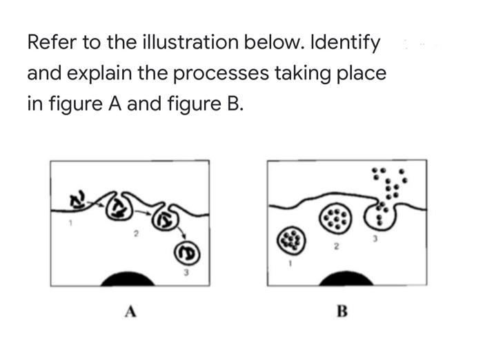 Solved Refer to the illustration below. Identify and explain | Chegg.com