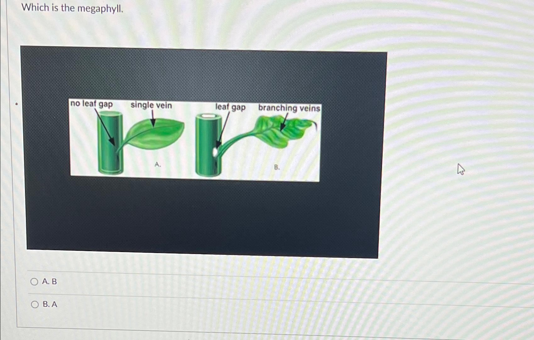 Solved Which is the megaphyll.A. ﻿BB. ﻿A | Chegg.com