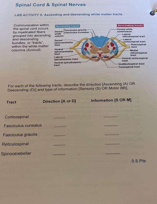 Solved Spinal Cord \& Spinal Nerves LAB ACTIVITY 9: | Chegg.com