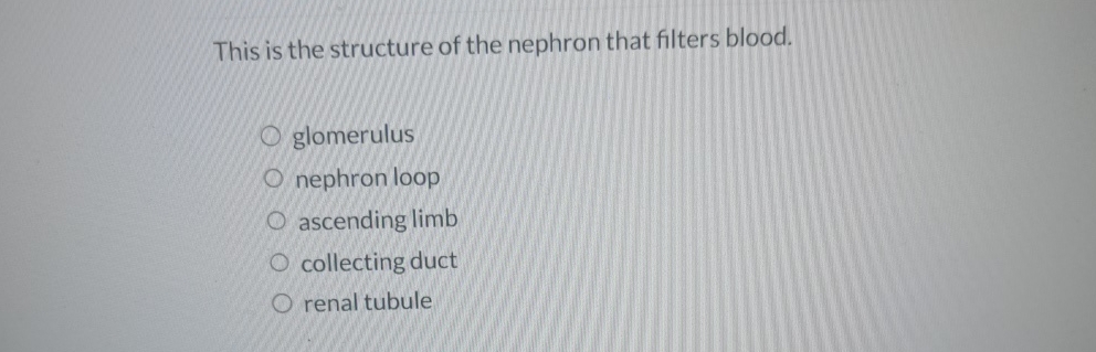 Solved This is the structure of the nephron that filters | Chegg.com