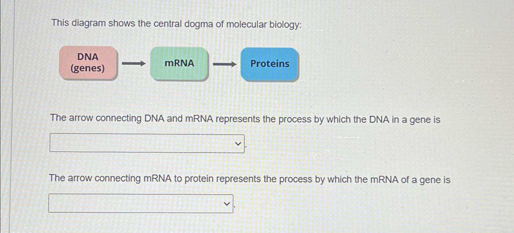 Solved This diagram shows the central dogma of molecular | Chegg.com