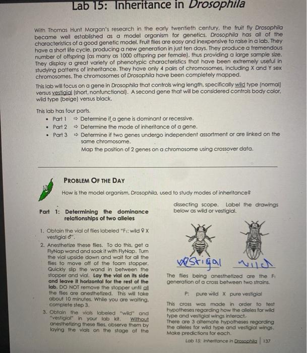 Solved Lab 15: Inheritance in Drosophila With Thomas Hunt | Chegg.com