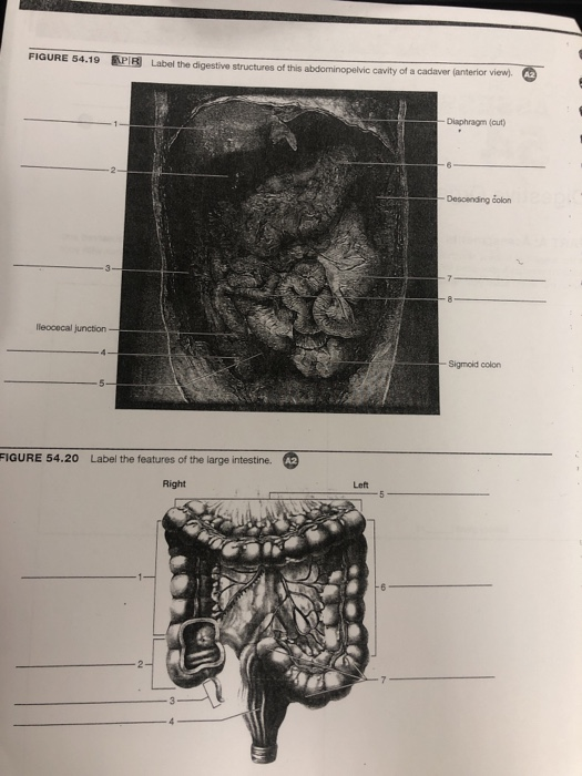 Solved FIGURE 54.19 EXPIR Label the digestive structures of | Chegg.com