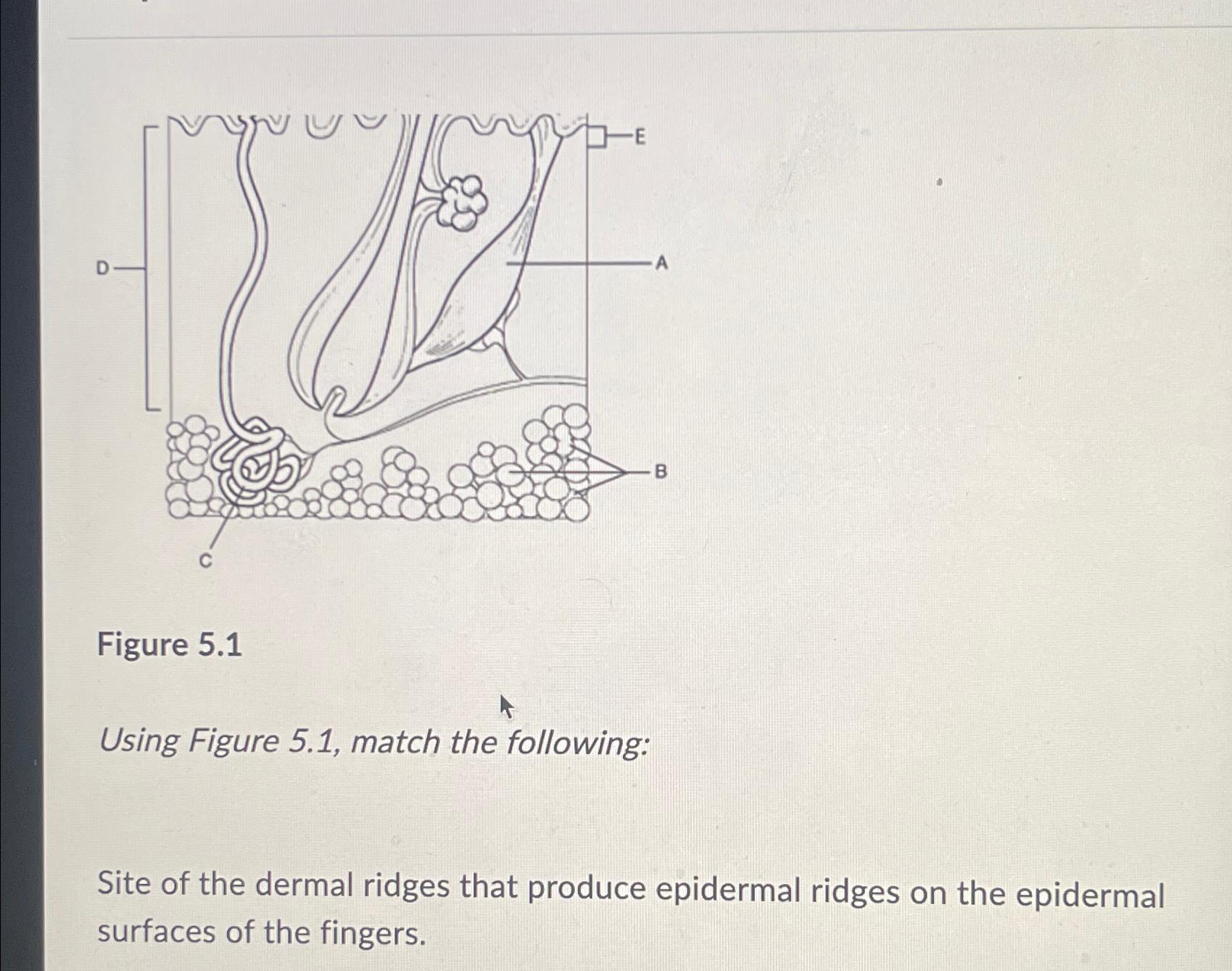 Solved Figure 5.1Using Figure 5.1, ﻿match the following:Site | Chegg.com