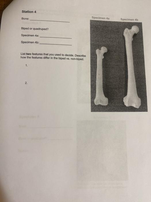 Solved Station 4 Bone: Specimen 4a Specimen 4b Biped or | Chegg.com
