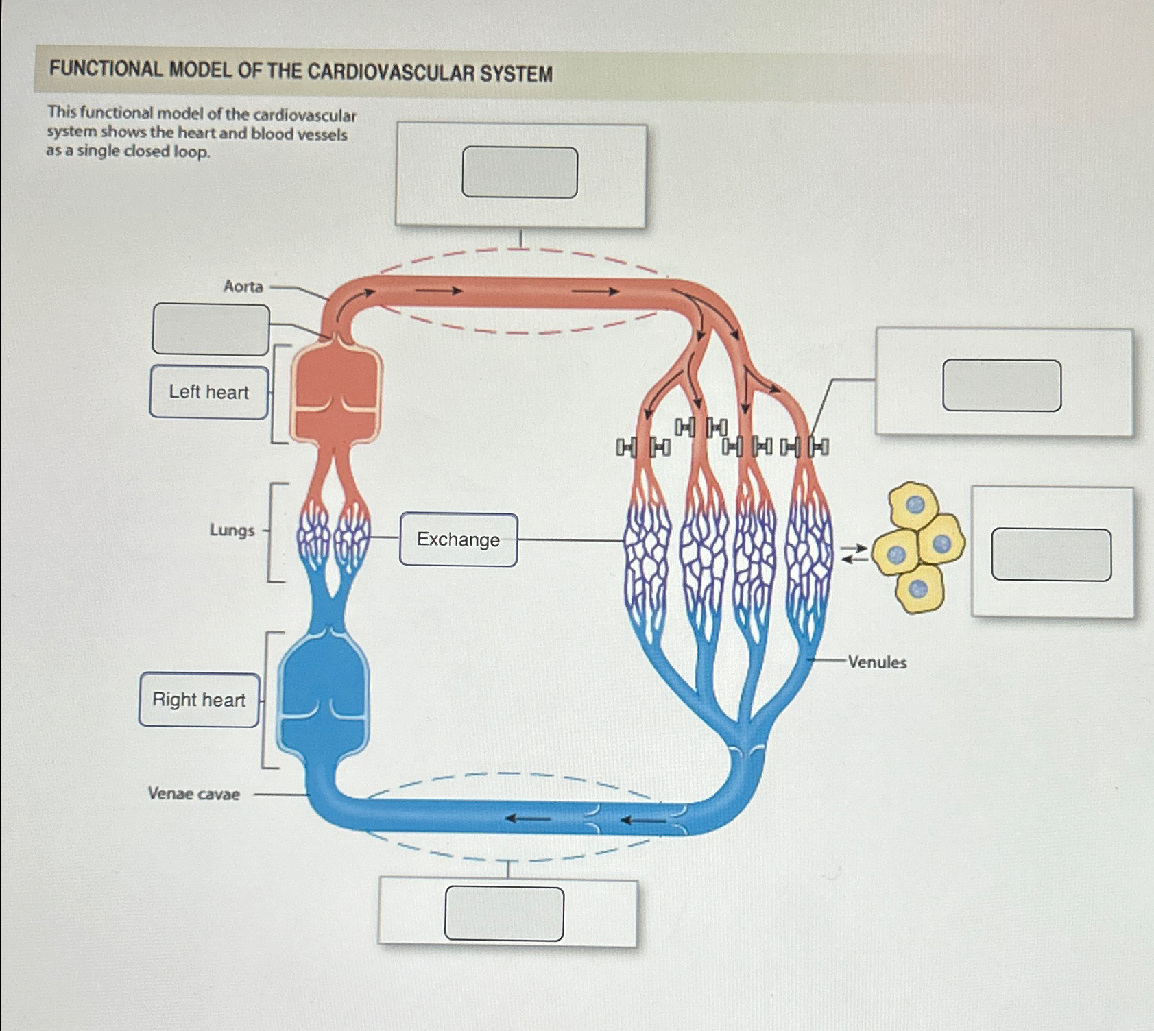 Solved FUNCTIONAL MODEL OF THE CARDIOVASCULAR SYSTEMThis | Chegg.com