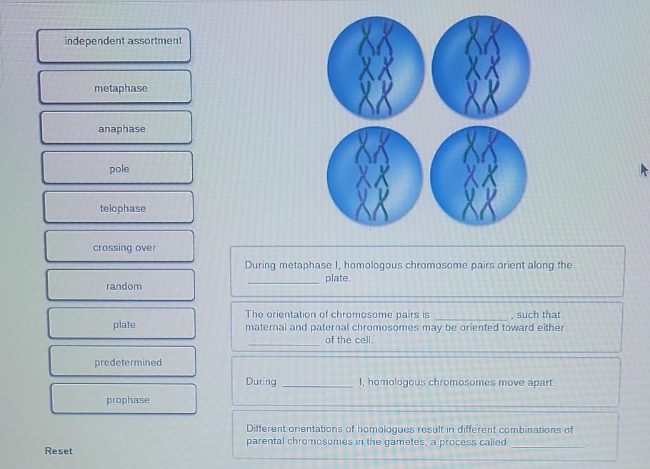 Solved independent assortment metaphase anaphase pole XX XX | Chegg.com