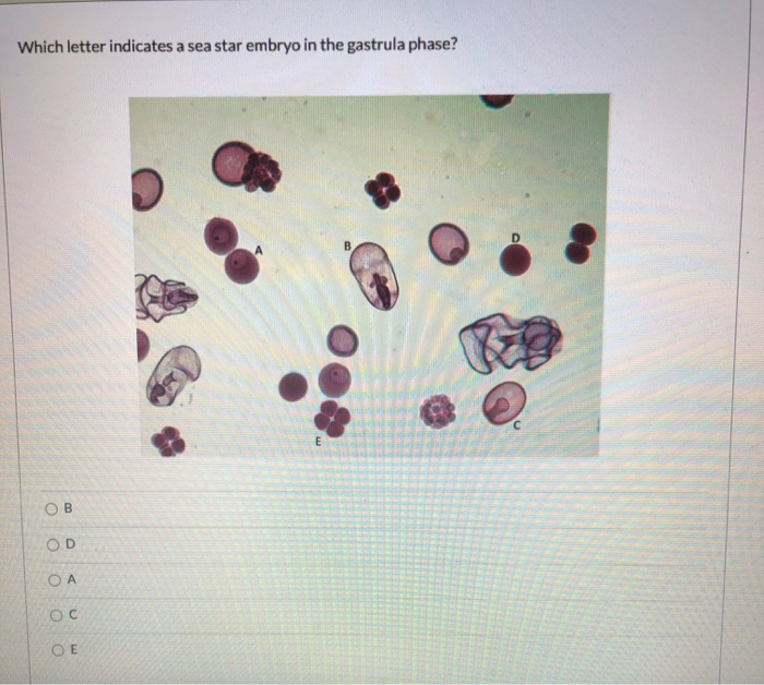 Solved Which letter indicates a sea star embryo in the | Chegg.com