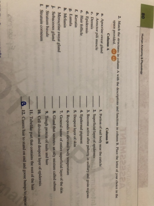 Solved Human Anatomy & Physiology 2. Match the structures in | Chegg.com