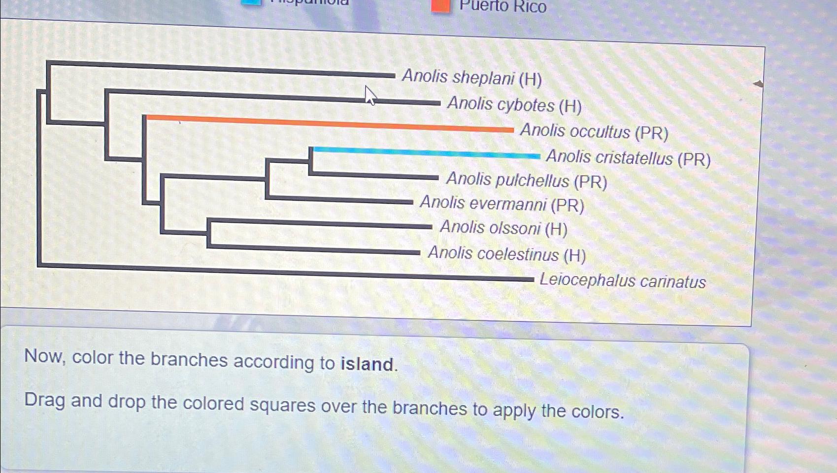 Anolis sheplani (H)Anolis cybotes (H)Anolis occultus | Chegg.com