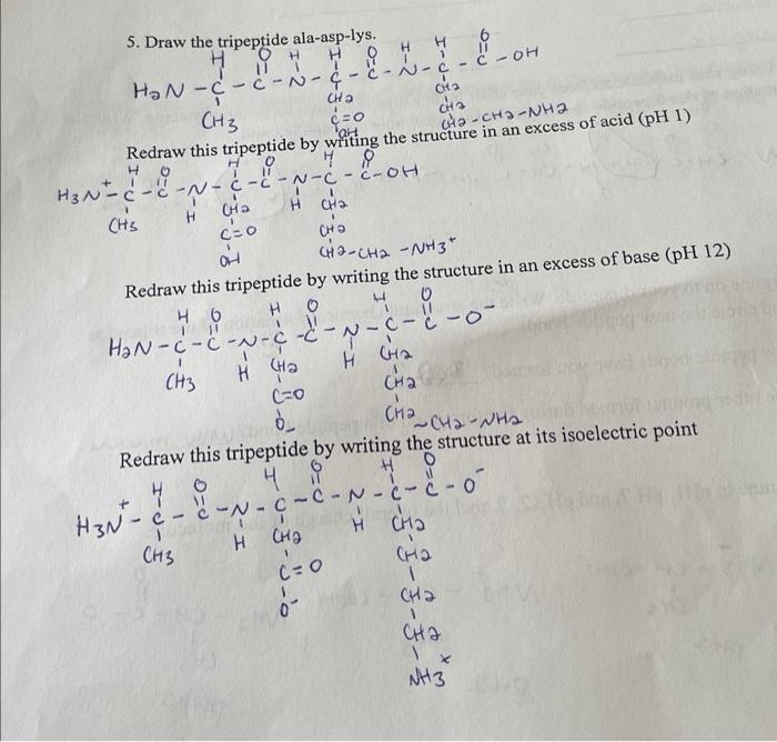 Solved 5. Draw the tripeptide ala-asp-lys. Redraw this | Chegg.com