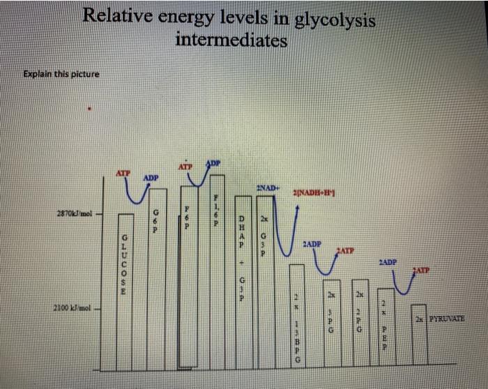 Solved Relative energy levels in glycolysis intermediates | Chegg.com