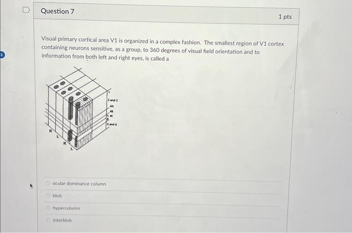 Solved Question 7 1 pts Visual primary cortical area V1 is | Chegg.com