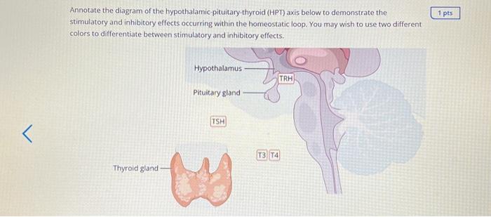 Solved Annotate the diagram of the | Chegg.com