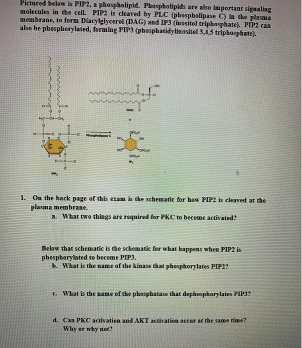 Solved Pictured below is PIP2, a phospholipid. Phospholipids | Chegg.com