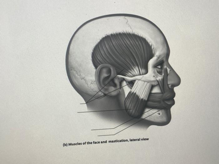 Solved (b) Muscles of the face and mastication, lateral view | Chegg.com