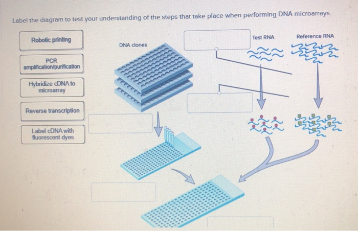 Solved Label the diagram to test your understanding of the | Chegg.com