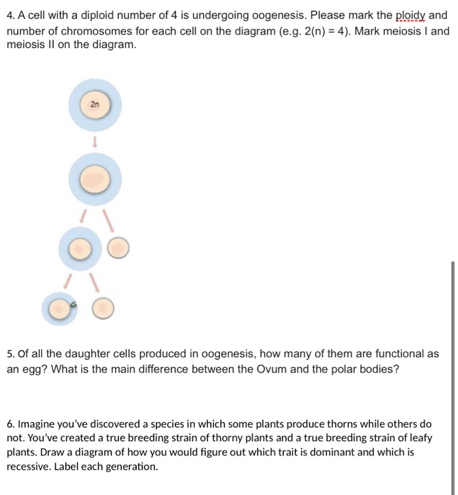 Solved 4. A cell with a diploid number of 4 is undergoing | Chegg.com