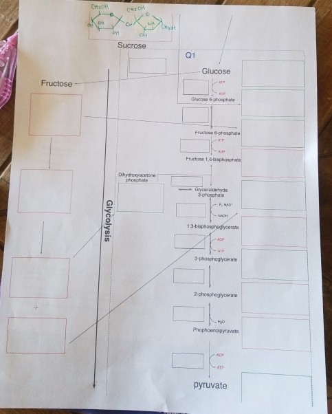Solved Q8.Diagram the process of sucrose breakdown into | Chegg.com