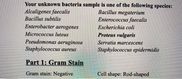 Solved Your unknown bacteria sample is one of the following | Chegg.com