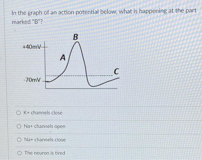 Solved In the graph of an action potential below, the part | Chegg.com