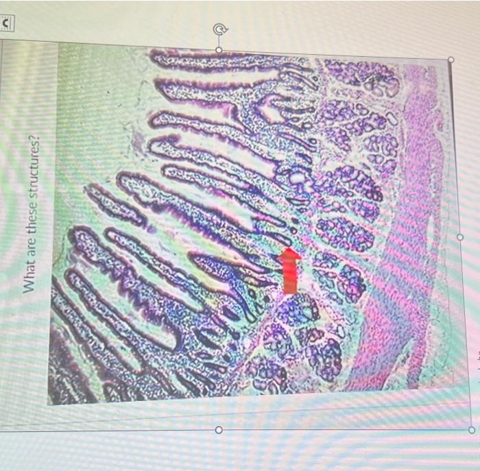 Solved What are these structures? | Chegg.com