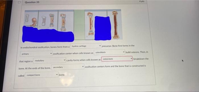 Solved Question 35 In endochondral ossification, bones form | Chegg.com