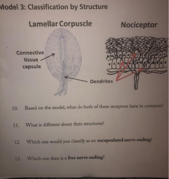 Solved Model 3: Classification by Structure Lamellar | Chegg.com
