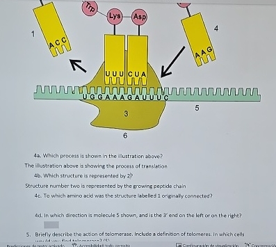 Solved 4a. ﻿Which process is shown in the illustration | Chegg.com