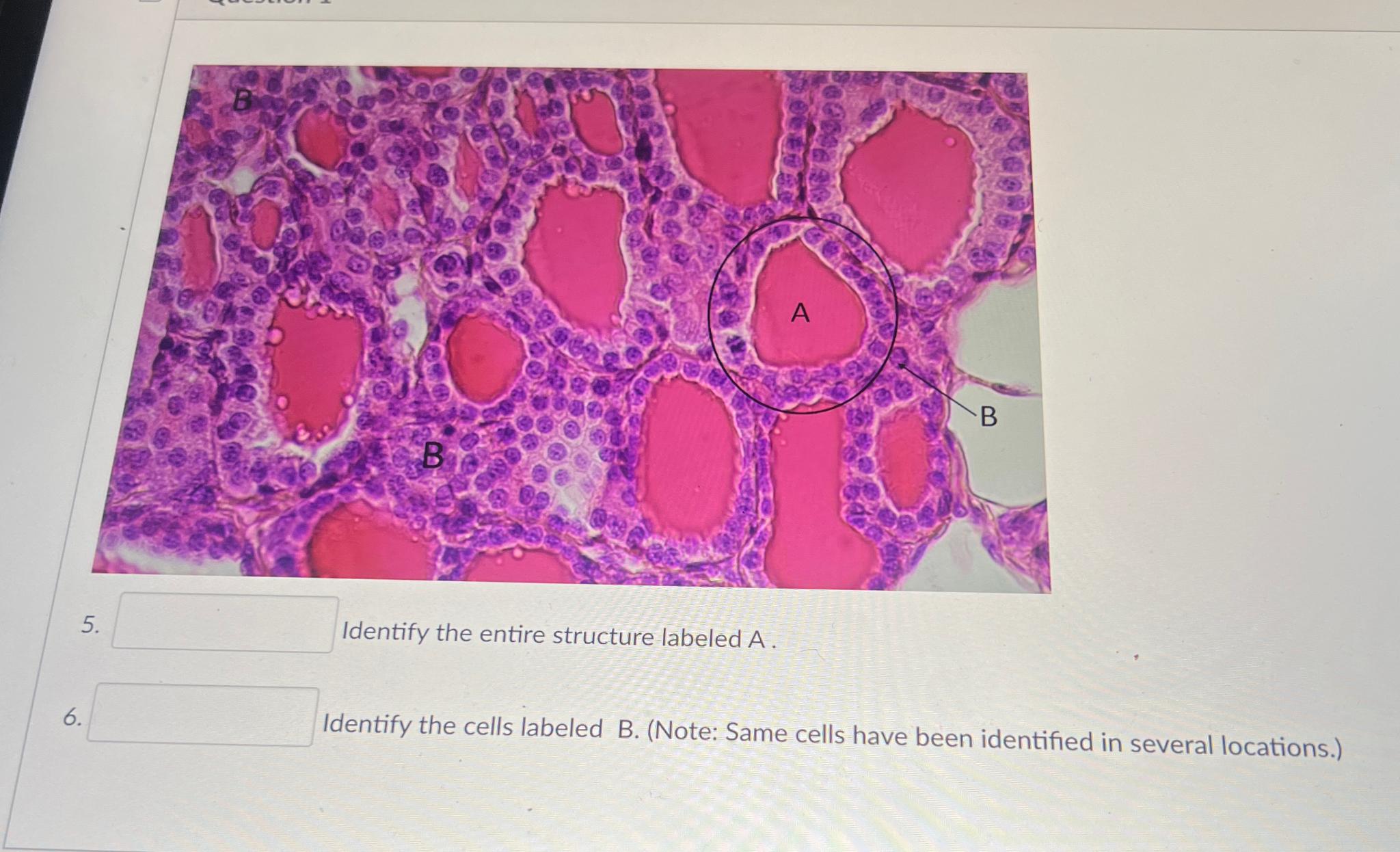 Solved Identify the entire structure labeled A.Identify the | Chegg.com