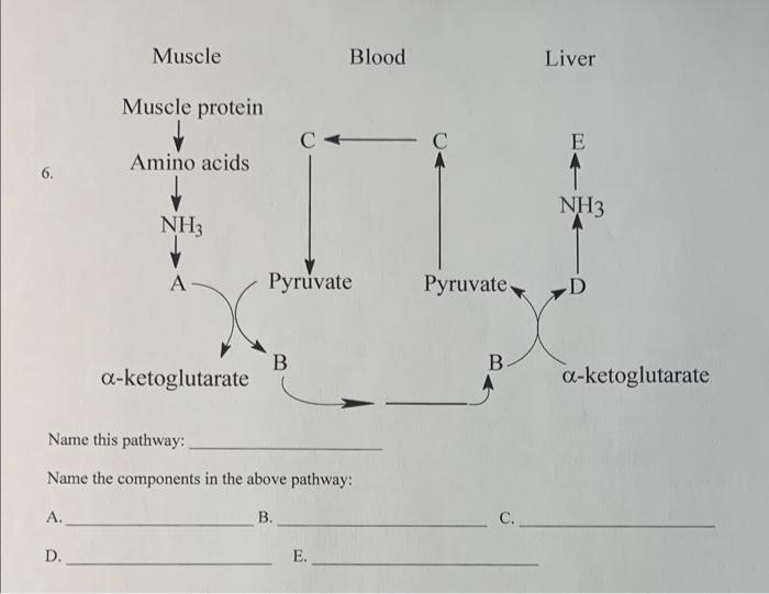 Solved Name this pathway: Name the components in the above | Chegg.com