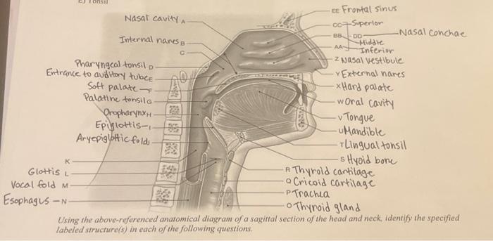 Solved Using the above-referenced anatomical diagram of a | Chegg.com