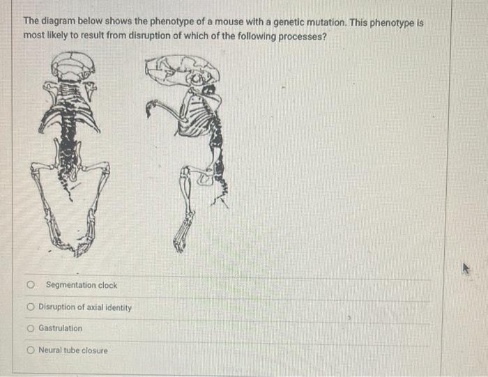 Solved The boundaries of somites are pre-patterned at the | Chegg.com