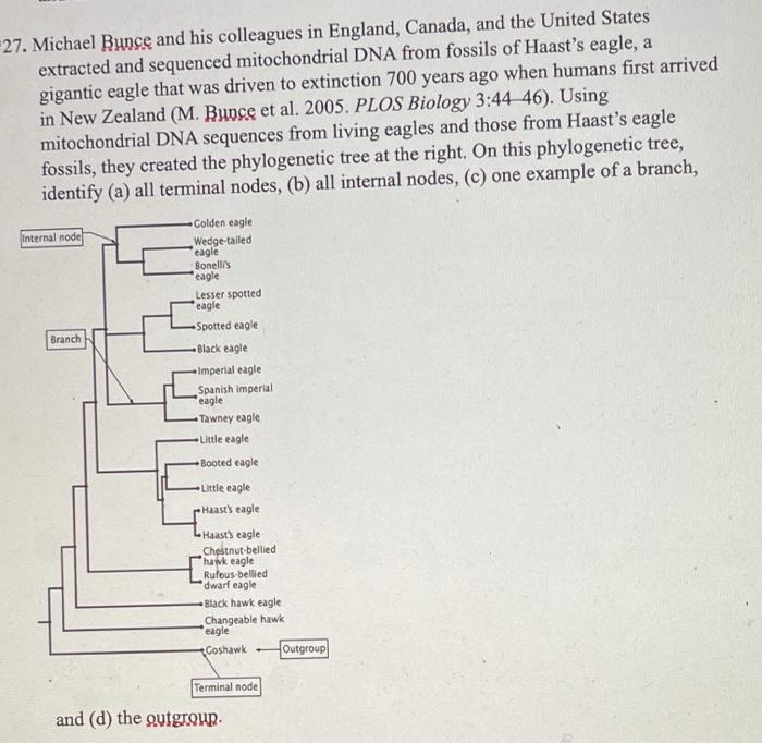 Internal node 27. Michael Bunce and his colleagues in | Chegg.com
