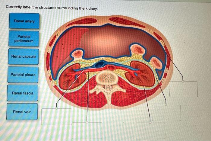 Solved Correctly label the structures surrounding the | Chegg.com
