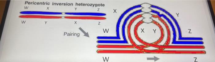 Pericentric inversion heterozygoteWhich of the | Chegg.com