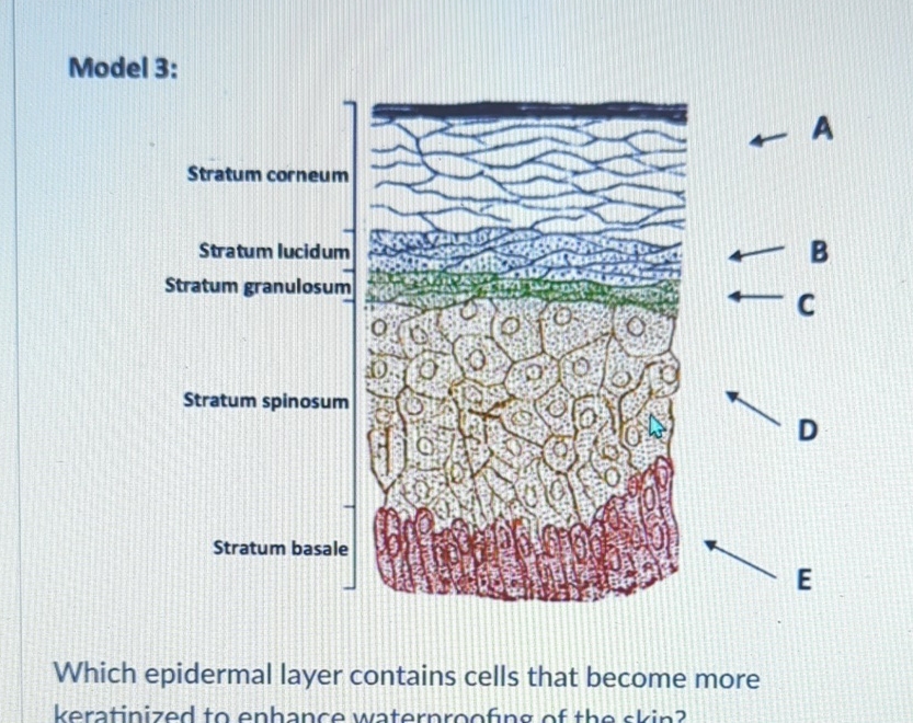 Solved Model 3:Which epidermal layer contains cells that | Chegg.com