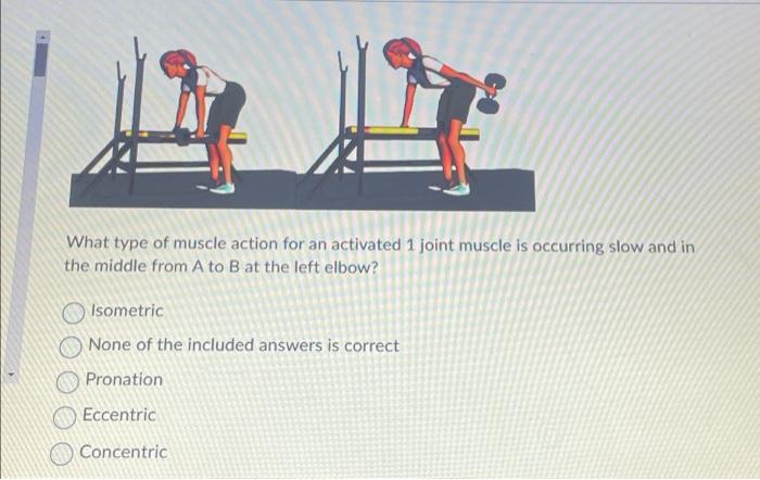 Solved Please help fast What type of muscle action for an | Chegg.com