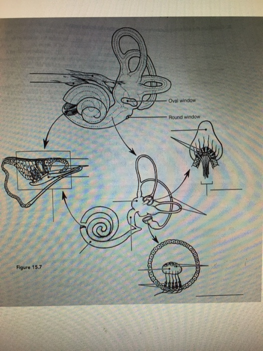 Solved Figure 15.6 is a diagram of the ear. Use anatomical | Chegg.com