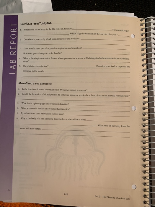Metridium Life Cycle