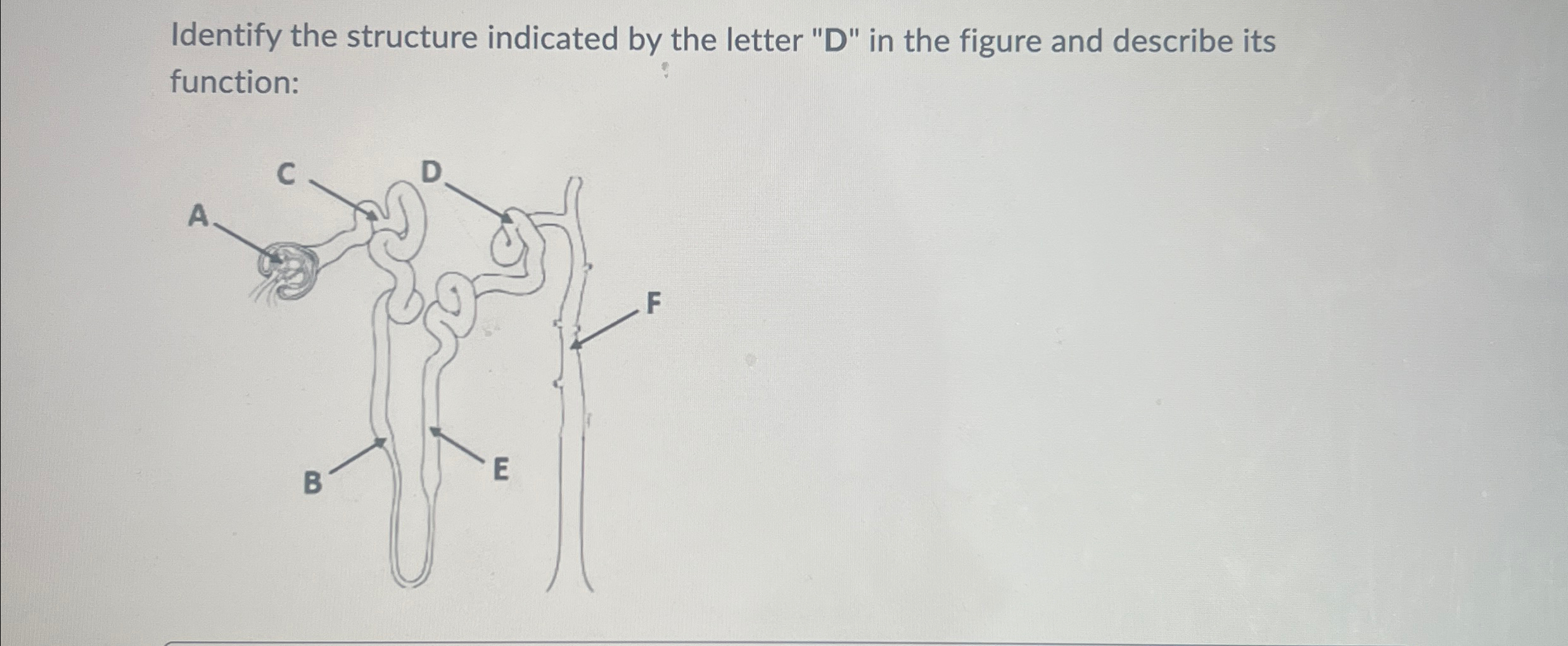 Solved Identify the structure indicated by the letter " D " | Chegg.com
