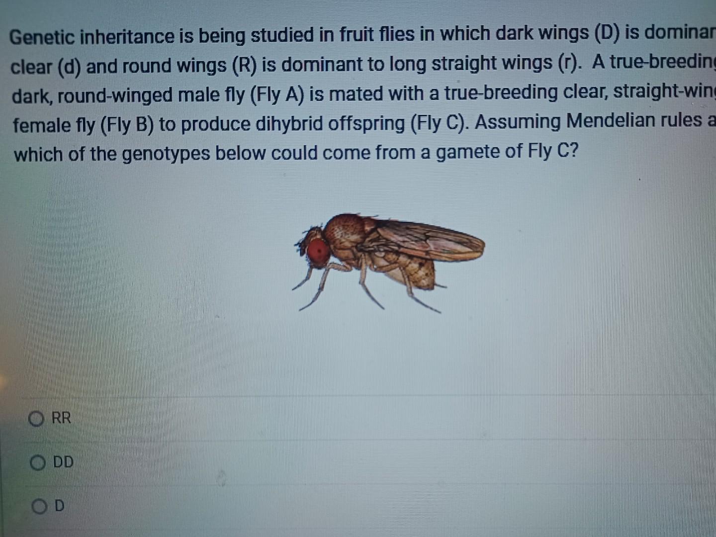 Solved Genetic inheritance is being studied in fruit flies | Chegg.com