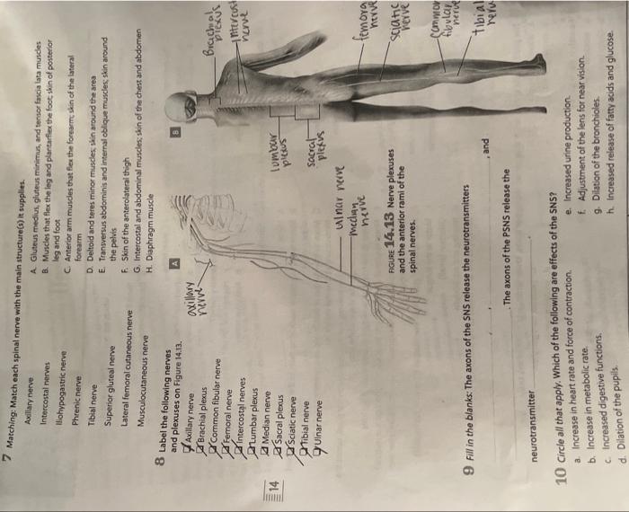 Solved 7 Matching: Match each spinal nerve with the main | Chegg.com