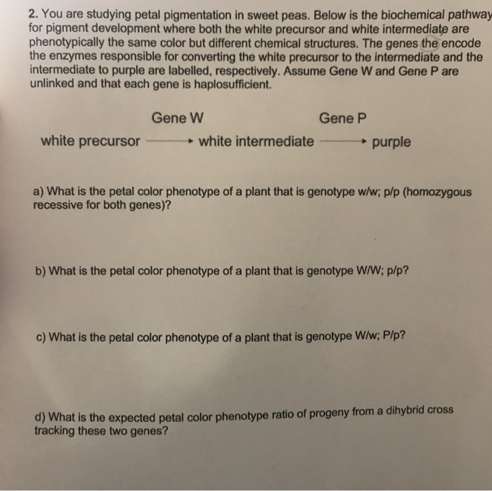 Solved 2. You are studying petal pigmentation in sweet peas. | Chegg.com
