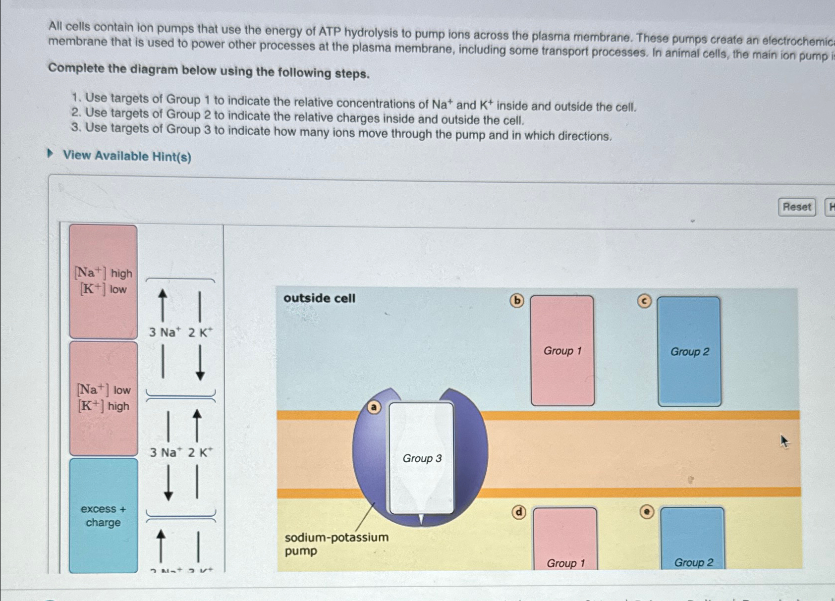 Solved All cells contain ion pumps that use the energy of | Chegg.com