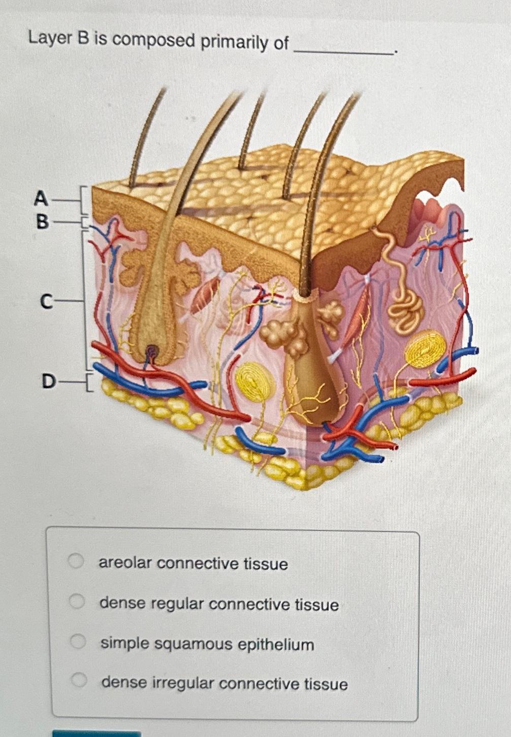 Solved Layer B is composed primarily ofareolar connective | Chegg.com Solved Layer B is composed primarily ofareolar connective | Chegg.com