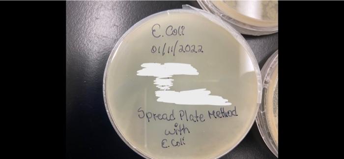 Solved E. Coli 011/2012 Spread Plate Method with E. Coli | Chegg.com