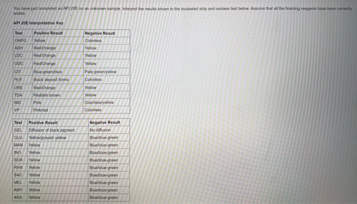 Solved You have just completed an API 20E on an unknown | Chegg.com