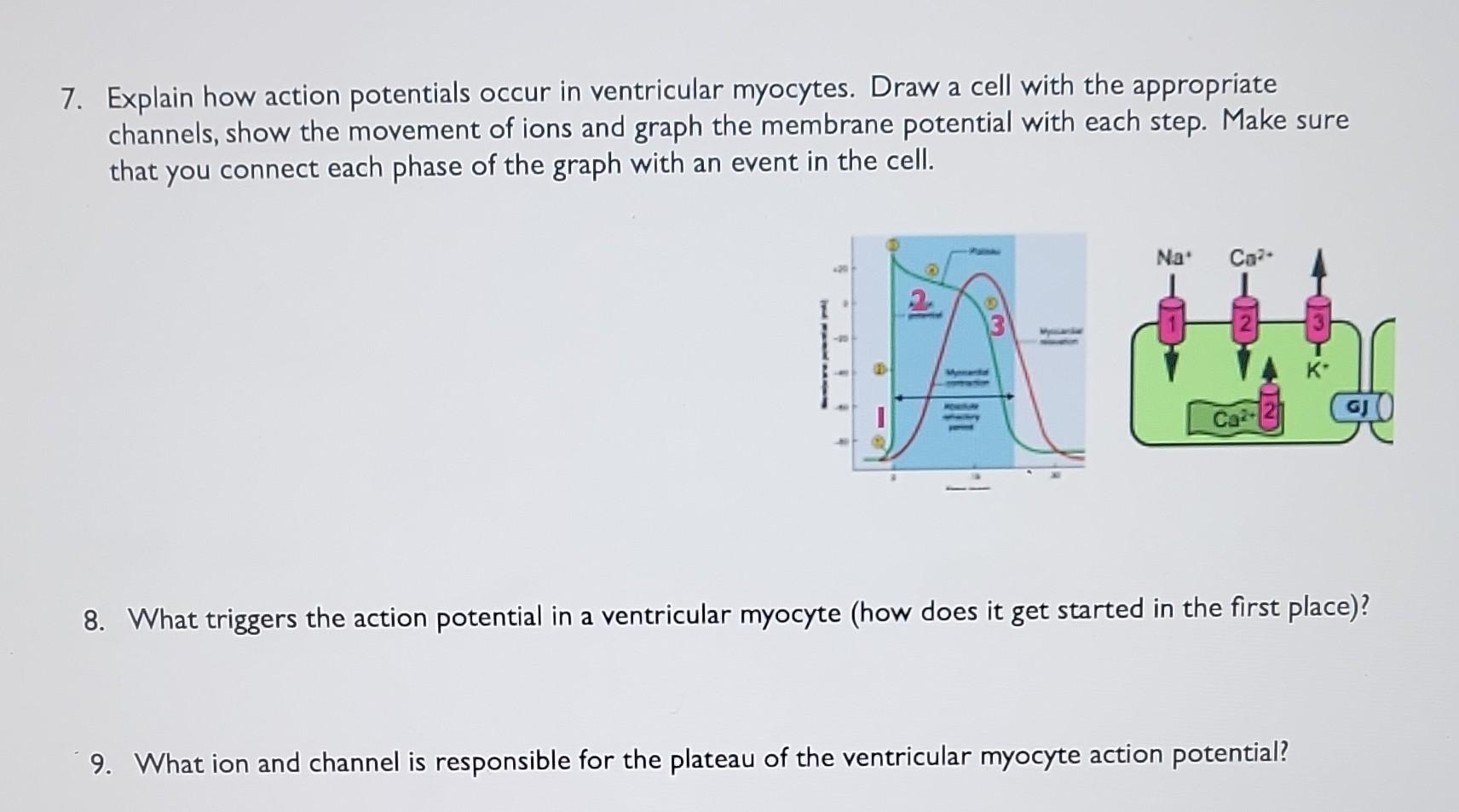 Solved Explain how action potentials occur in ventricular | Chegg.com