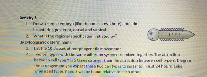 Solved Activity 3 1. Draw a simple embryo (like the one | Chegg.com